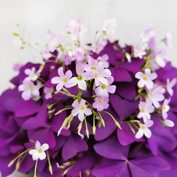 bulbs seeds and bulbs | Walmart Canada