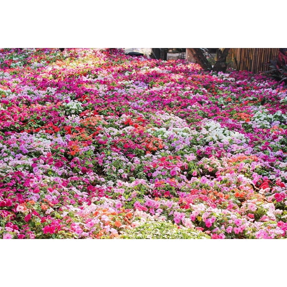 Flower Seeds | Walmart Canada