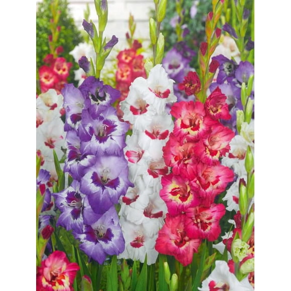 gladiolus | Walmart Canada