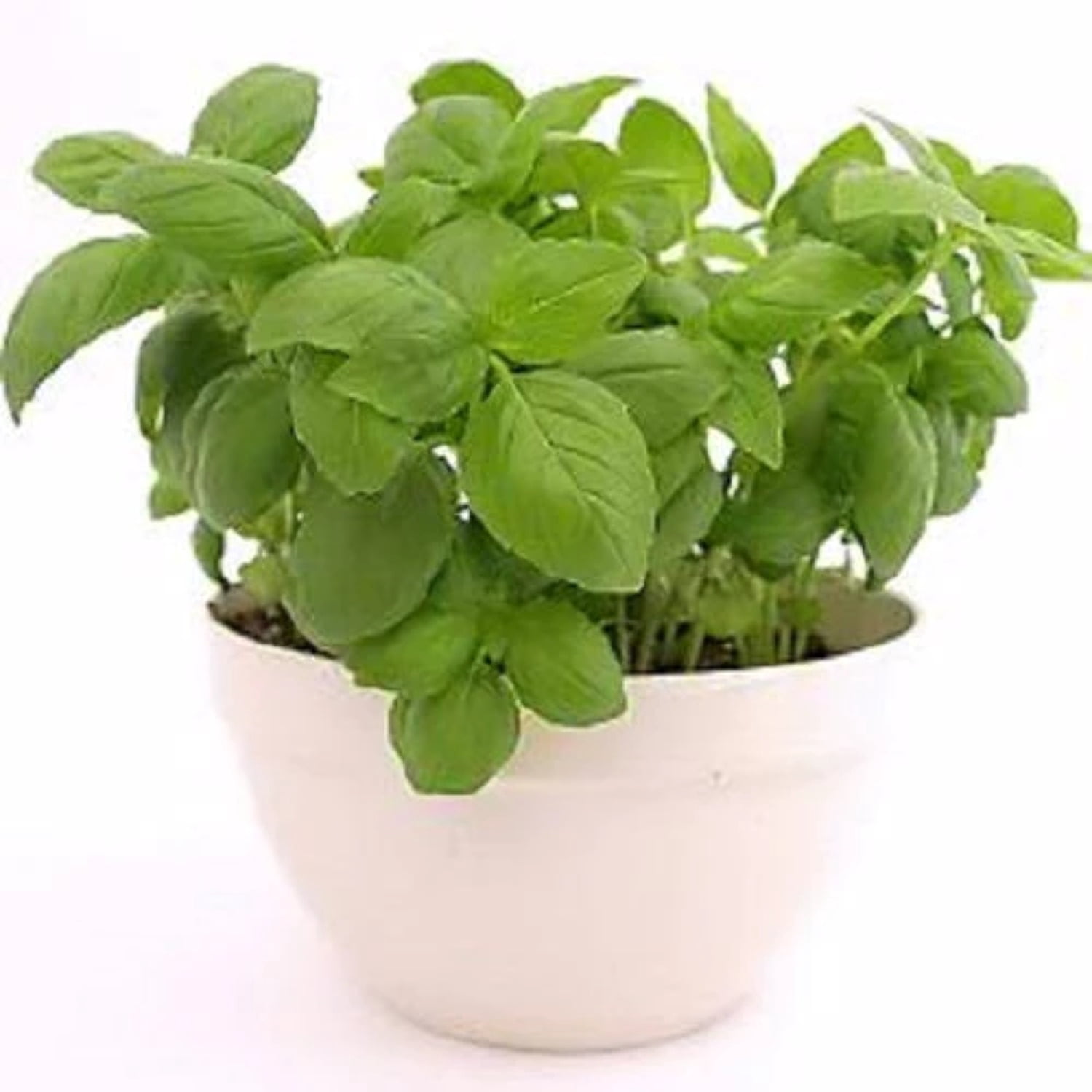 Basil Plant | Walmart Canada