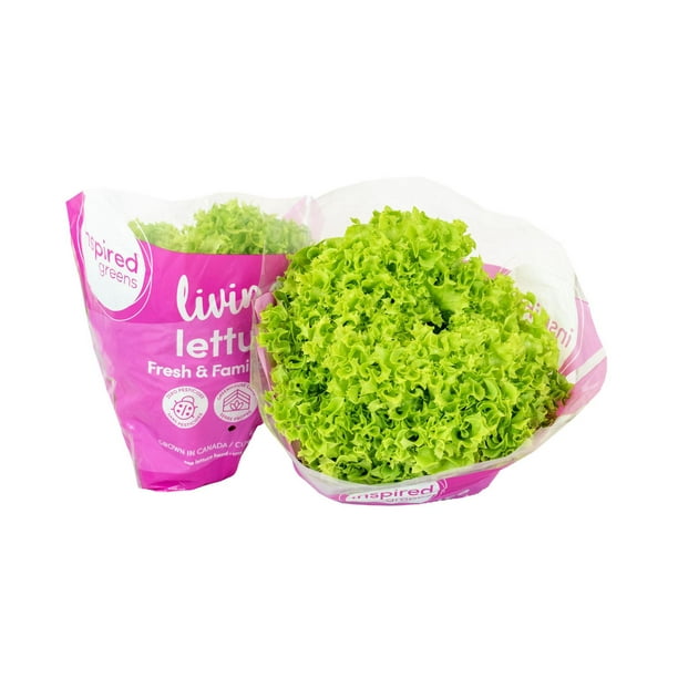Inspired Greens Living Lettuce Fresh & Familiar Green, Living Lettuce ...