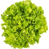 Inspired Greens Living Lettuce Fresh & Familiar Green, Living Lettuce ...