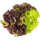 Inspired Greens Living Lettuce Tender & Tasty Trio, Living Lettuce Trio ...