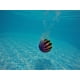 Watermelon Ball Jr – Pool Toy - Walmart.ca