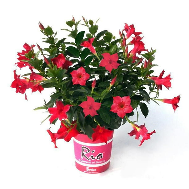 Rio® Plant - Walmart.ca