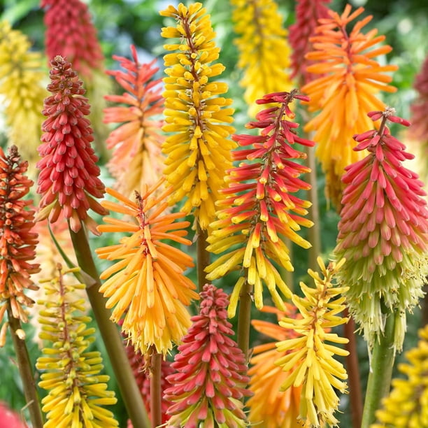 TASC Flower Bulbs - Kniphofia Uvaria Assorted (4 Bulbs) - Walmart.ca