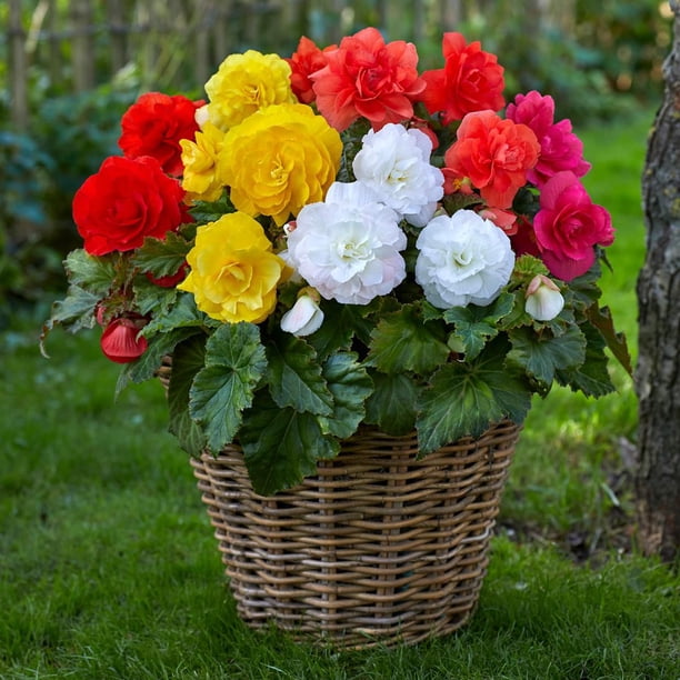 TASC Flower Bulbs - Begonia-Double Assorted (6 Bulbs) - Walmart.ca