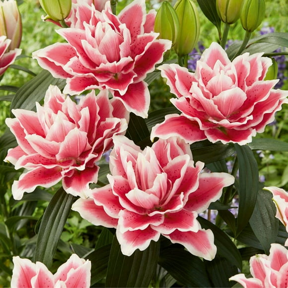 Flower Bulbs | Walmart Canada