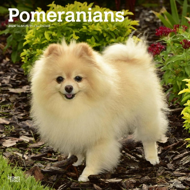 BrownTrout Pomeranians 2024 12x24 Inch Square Wall Calendar ...