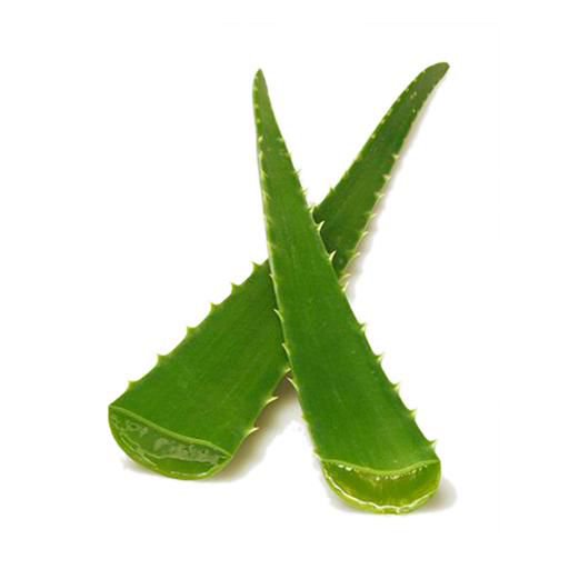 Aloe Vera Leave - Walmart.ca