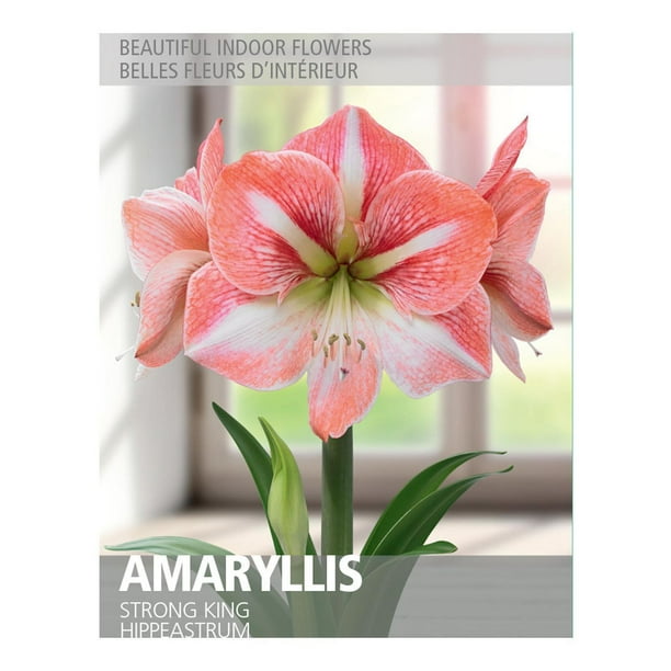 Amaryllis Strong King (1 Bulb) - Walmart.ca