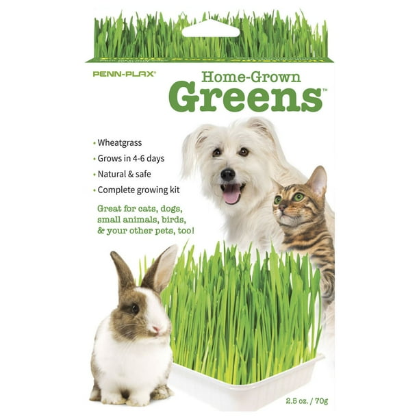 Penn Plax Home Grown Greens for cats, dogs, small animals, birds and ...