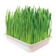Penn Plax Home Grown Greens for cats, dogs, small animals, birds and ...