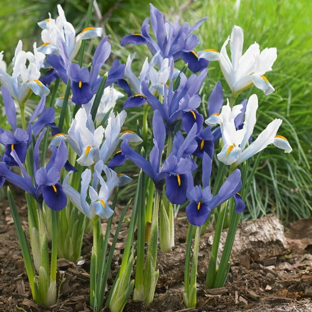TASC Flower Bulbs - Iris Reticulata Delft Blue Assorted (20 Bulbs ...