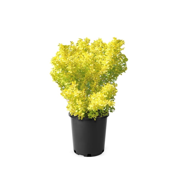 Dwarf Golden Barberry 2 Gallon - Walmart.ca