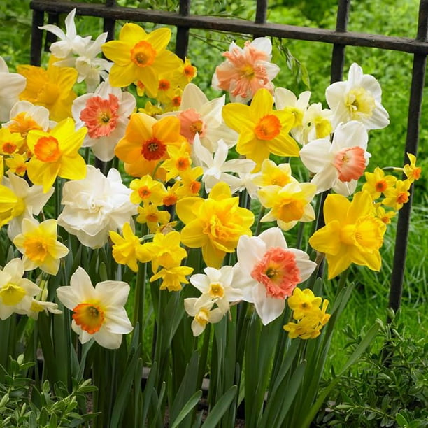 Bulbs are Easy Flower Bulbs - Narcissus (80 Bulbs) - Walmart.ca