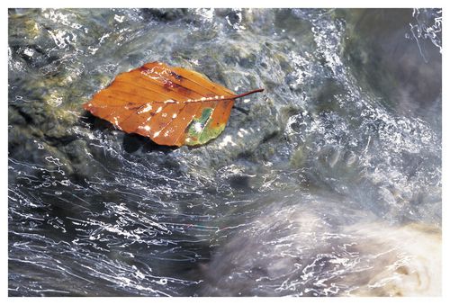 Eurographics Fall Leaf Drifting Away | Walmart Canada