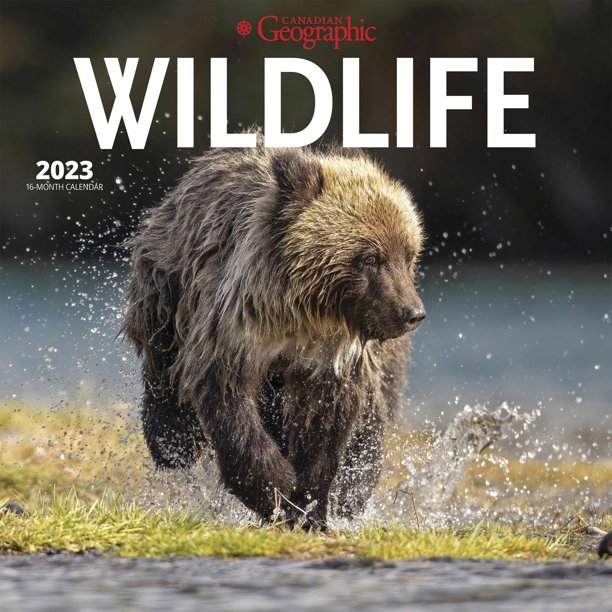 Canadian Geographic Wildlife | 2023 12x24 Inch Square Wall Calendar ...