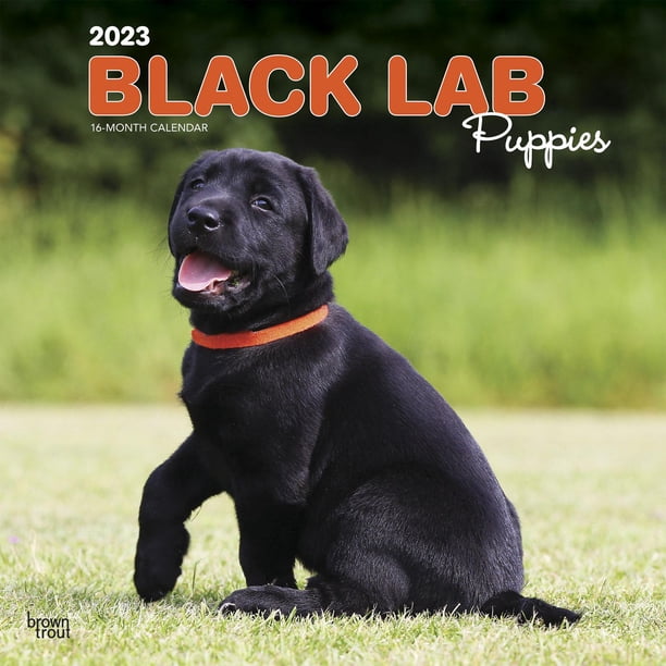 Black Labrador Retriever Puppies | 2023 12x24 Inch Square Wall Calendar ...