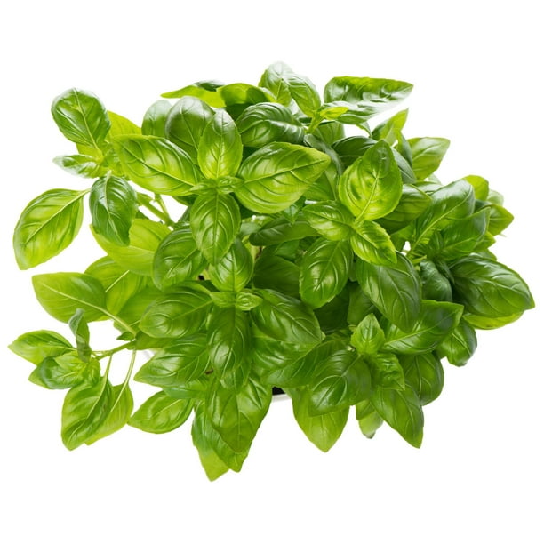 Basil, Fresh - Walmart.ca