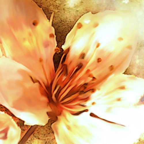 Laila's Inc Flower II | Walmart Canada