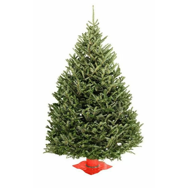 7-8' Fraser Fir Fresh Cut Christmas Tree - Walmart.ca