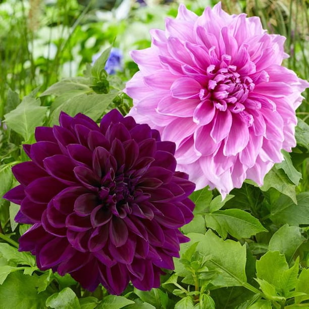 TASC Flower Bulbs - Dahlia-Decorative Lavender Perfection & Thomas ...