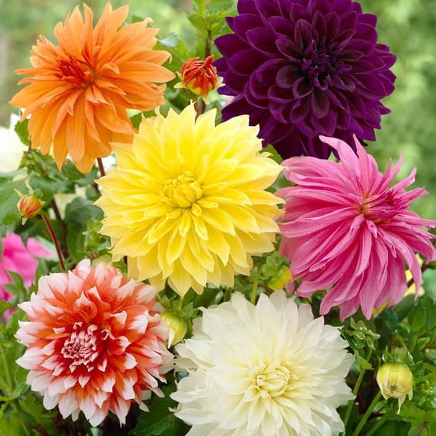 TASC Flower Bulbs - Dahlia Decorative Dinnerplate Assorted (4 Bulbs ...