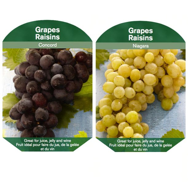 Bulbs are Easy Fruit Plant - Grape Assortment - Walmart.ca