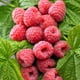 Bulbs are Easy Fruit Plant - Raspberry Assortment - Walmart.ca
