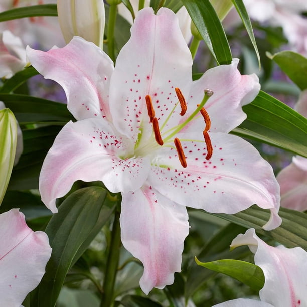 TASC Flower Bulbs - Lilies-Virtuoso (6 Bulbs) - Walmart.ca