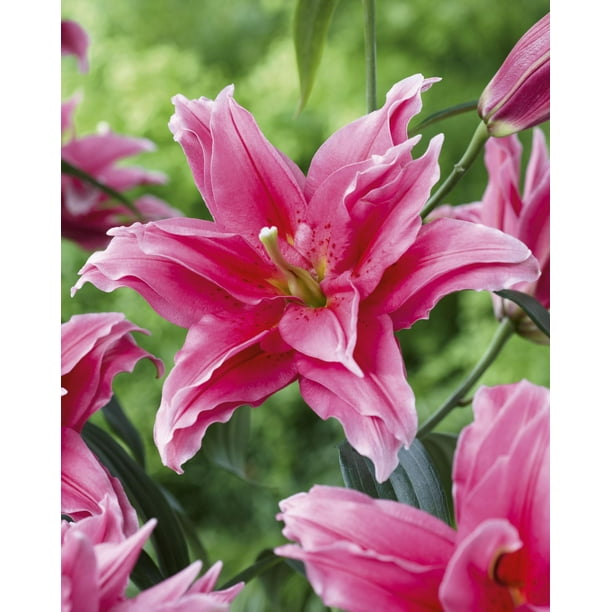 TASC Flower Bulbs Lilium Oriental Hybrid Double Roselily Elena (3 Bulbs) - Walmart.ca