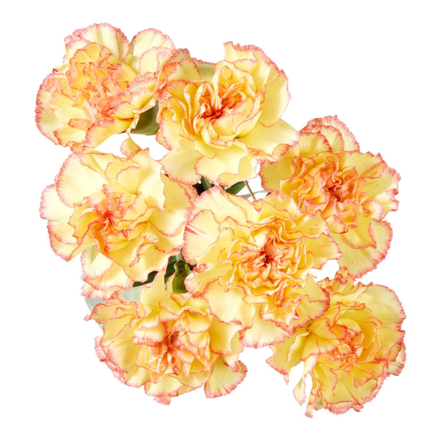 Click here for Fresh Carnation Flowers Small prices