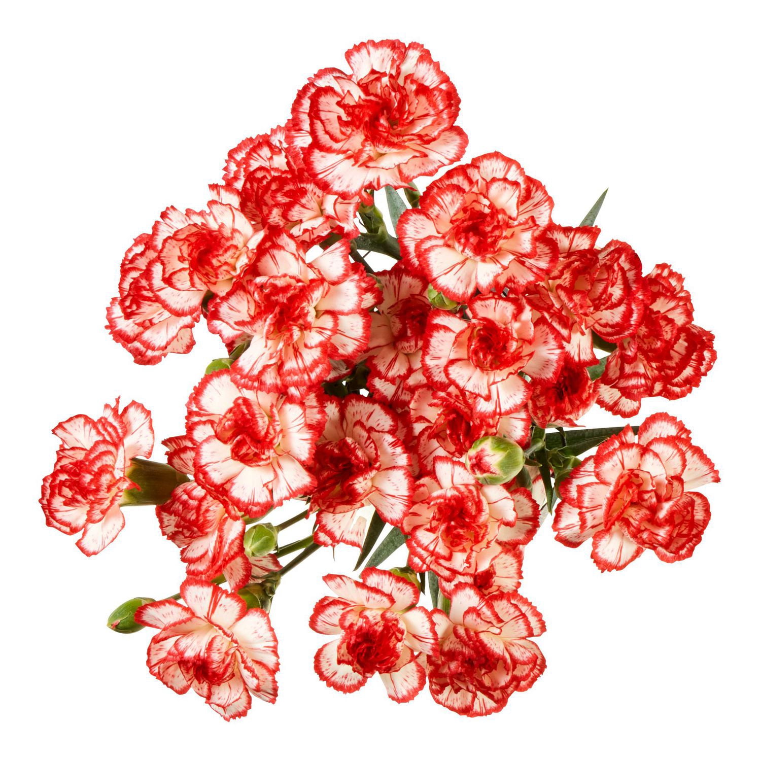 Click here for Mini Carnation Fresh Flower Bouquet Small prices