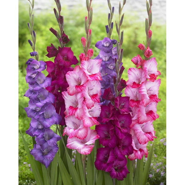 TASC Flower Bulbs Gladiolus Large Flowering Assorted (30 Bulbs ...