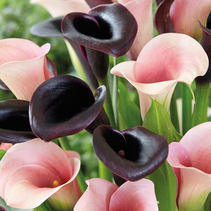 Flower Bulbs - Calla Lily Captain Rosette & Scharzwalder (5 Bulbs ...