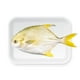 Yellow Pomfret, 1 Tray, 0.40 - 1.50 kg - Walmart.ca