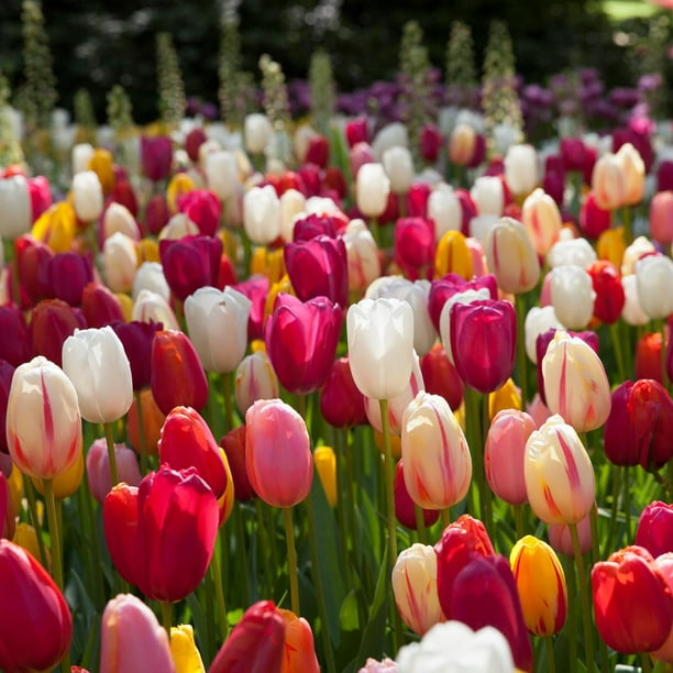 TASC Flower Bulbs - Tulip Single Late Assorted (16 Bulbs), Tall growing ...