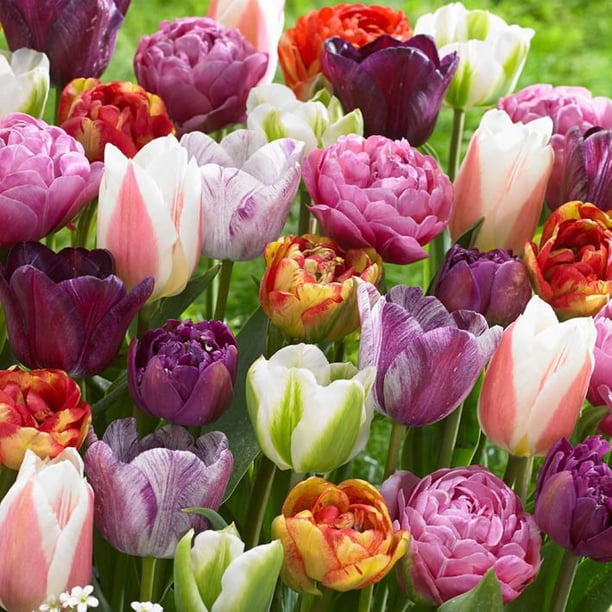 TASC Flower Bulbs - Tulip Assorted (16 Bulbs), Excellent cut flowers ...