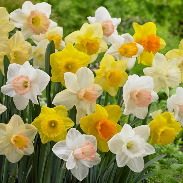 TASC Flower Bulbs - Narcissus Daffodil Large-Cupped & Trumpet Assorted ...