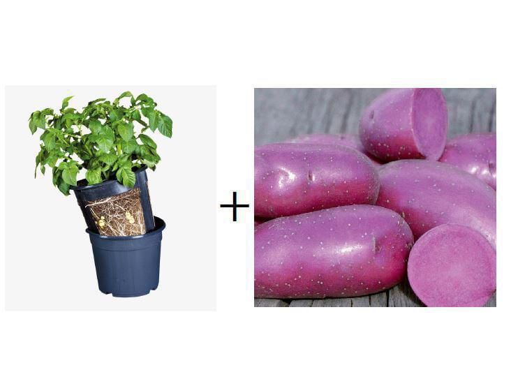 Urban Potato kit - Red Emmalie (1kg + Pot) | Walmart Canada