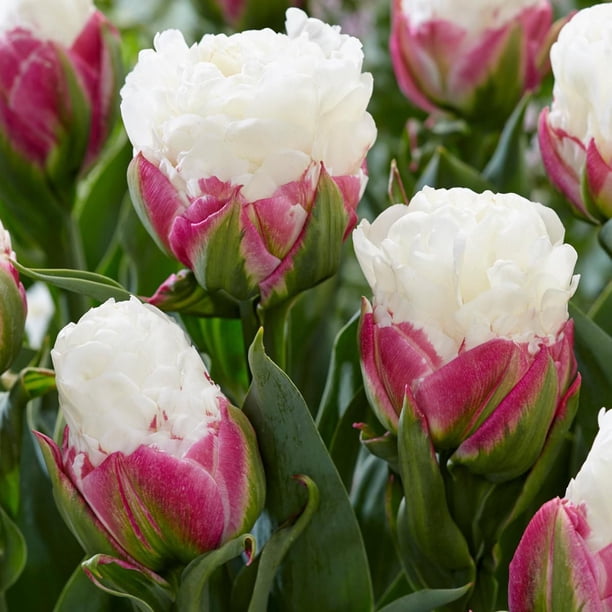 TASC Flower Bulbs - Tulip Double Late Ice Cream (10 Bulbs), Enjoy these ...