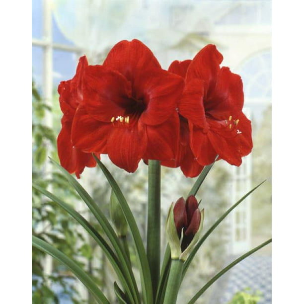 TASC FLOWER BULBS- AMARYLLIS RED LION ( 1 BULB) - Walmart.ca