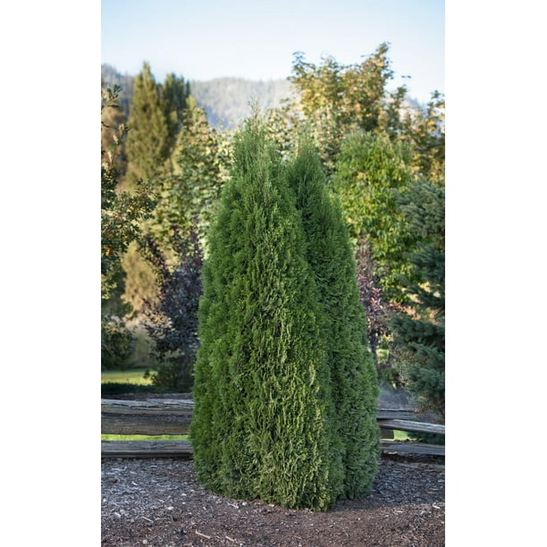 Emerald Cedar - Walmart.ca