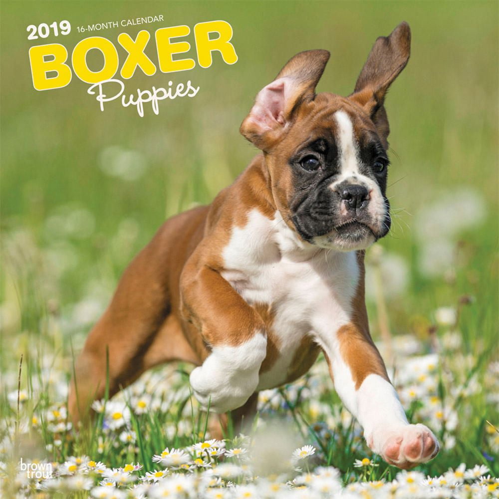 2019 Boxer Puppies Calendar | Walmart Canada