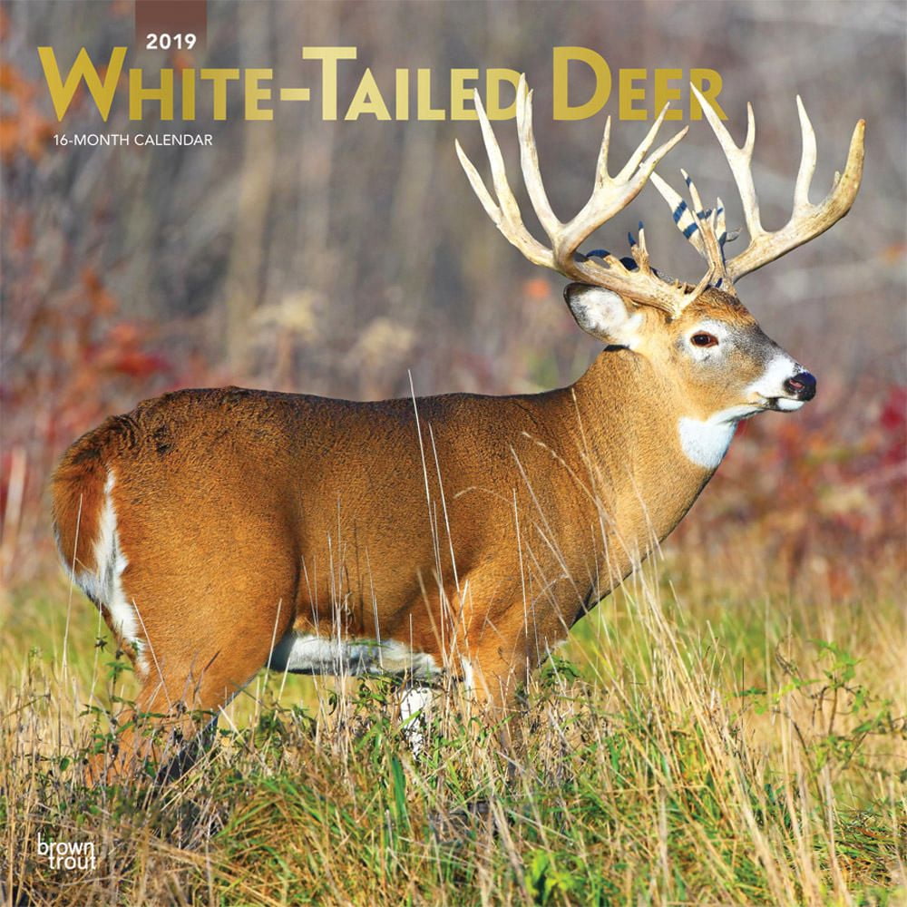 2019 White Tailed Deer Calendar | Walmart Canada