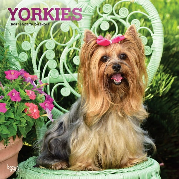 2019 Yorkshire Terriers Calendar - Walmart.ca