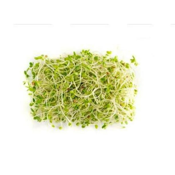 Radish Alfalfa Sprouts, Sprouts - Walmart.ca
