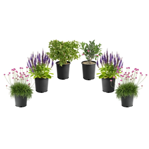 1 Gallon (3.8L) Late Spring Garden Shrub 6 Pack - Walmart.ca