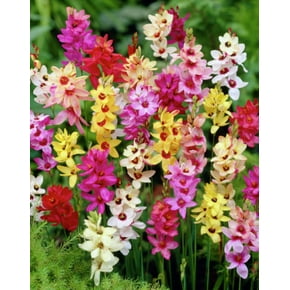 Flower Bulbs | Walmart Canada